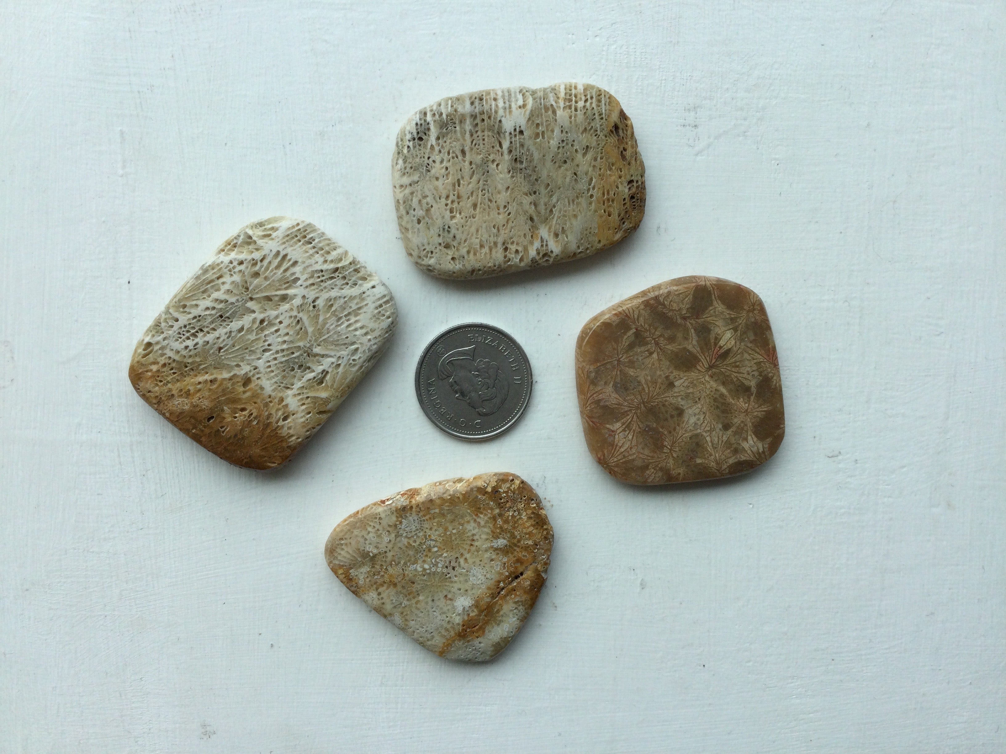Fossil Coral Slab – Planet Botanix Ottawa