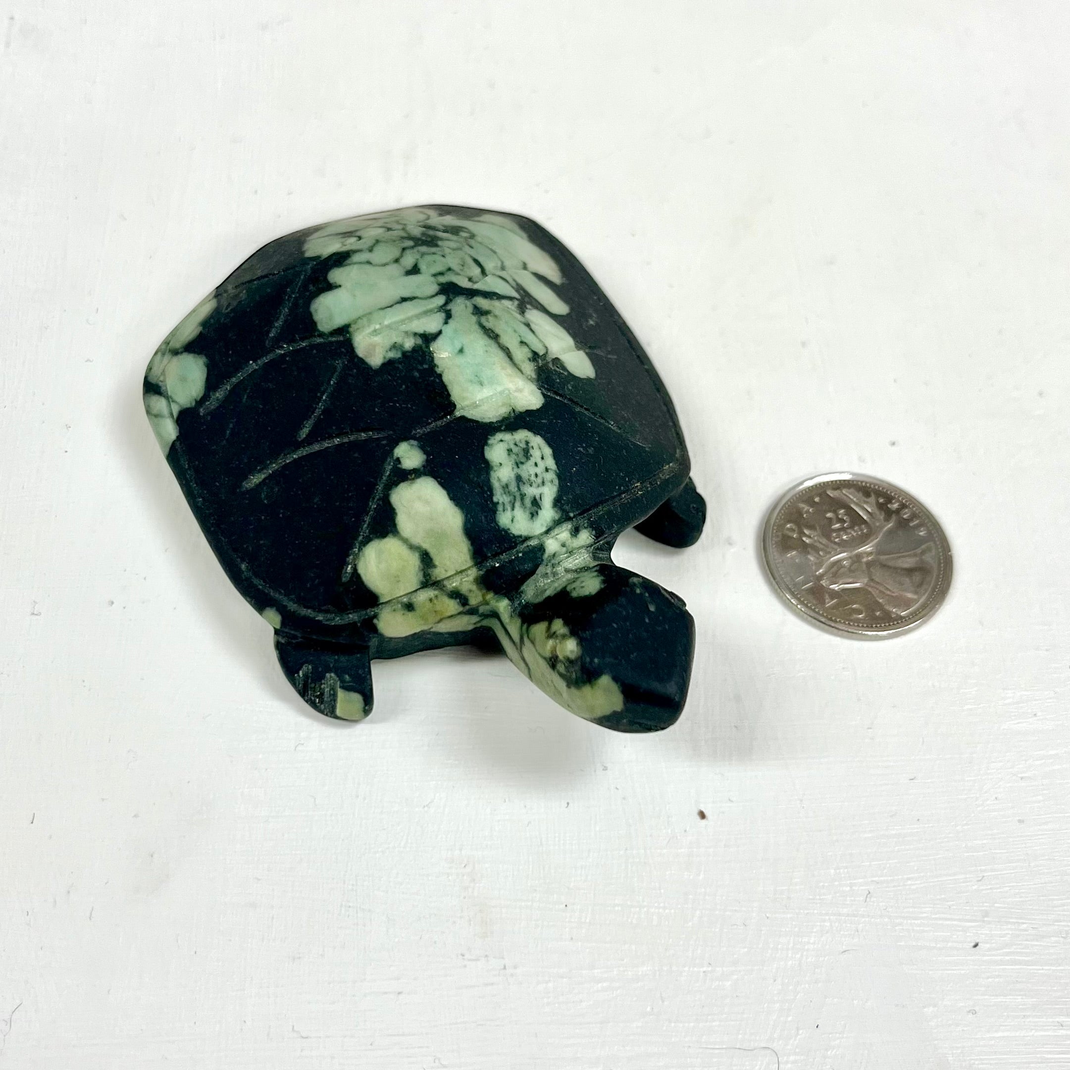 Chrysanthemum Stone Turtle – Planet Botanix Ottawa