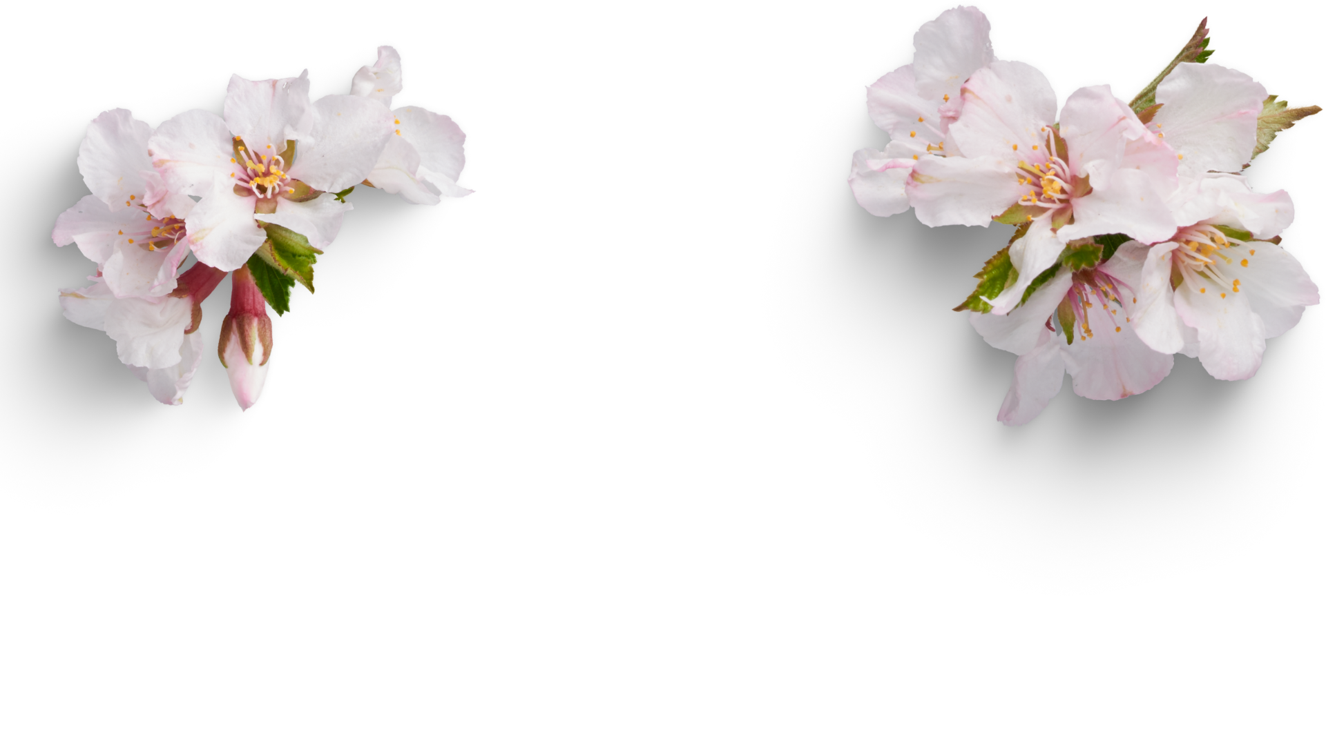 Planet Botanix Store and Wellness Clinic Ottawa – Planet Botanix Ottawa