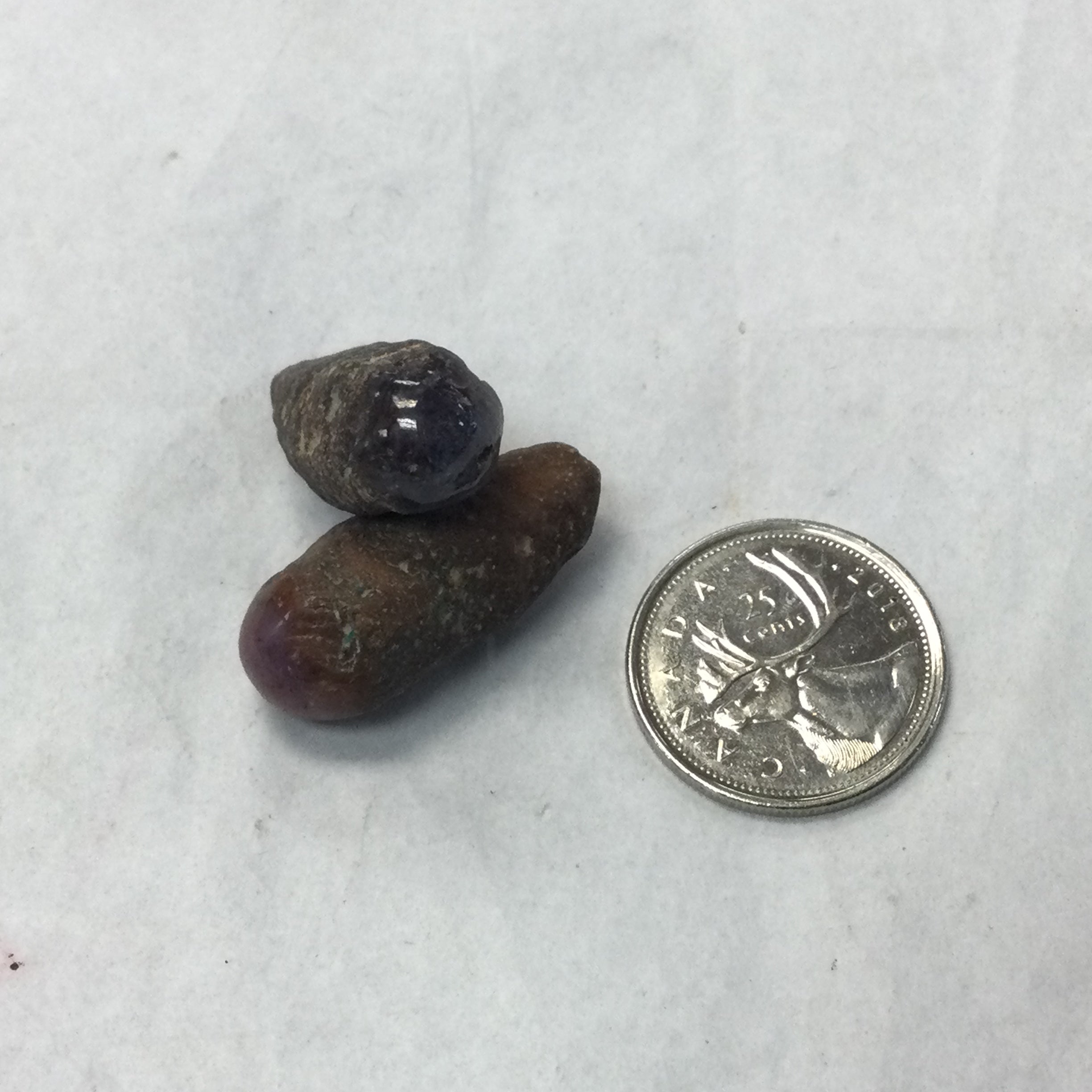 Polished Top Ruby Mini Rods – Planet Botanix Ottawa